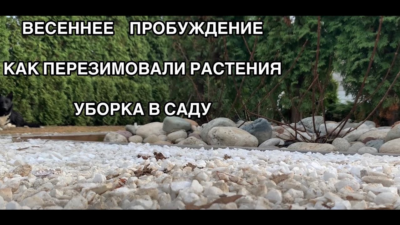 🌞Весенний сад I ПРОБУЖДЕНИЕ после зимы I УБОРКА в саду