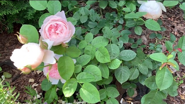 🌹Роза ДЖЕНТЛ ГЕРМИОН 🌹Дэвида Остина. ⭐️Обзор.  🌹Gentle Hermione David Austin rose