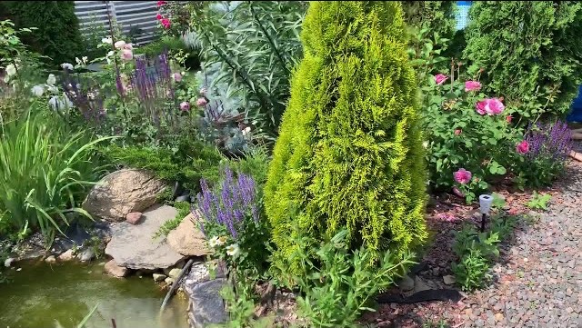 🌹Роза Принцесса АЛЕКСАНДРА оф КЕНТ⭐️Часть 2