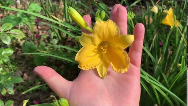 🌺ЛИЛЕЙНИК гибридный ‘Стелла де Оро’ ⭐️Обзор ✨Hemerocallis hybrid Stella de Oro