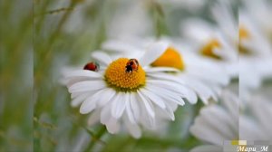 RELAX ... / для ОТДЫХА и УСПОКОЕНИЯ