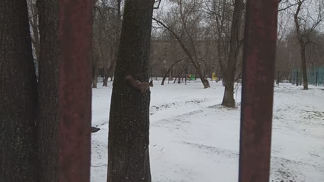 Перовская белка в поисках пропитание. 3-я Владимирская (16.01.2025.)