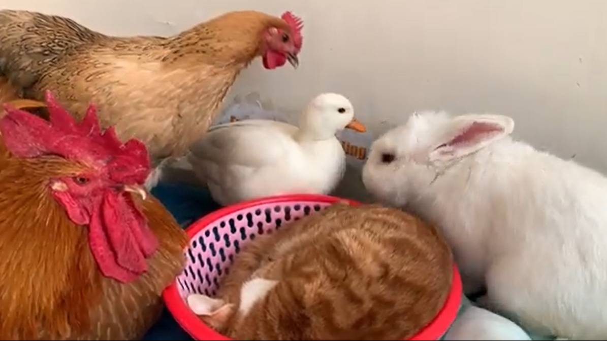 🌿ВОЛШЕБНЫЙ КОТ ❤ УСПОКОИТЕЛЬ, К КОТОРОМУ ТЯНУТСЯ ВСЕ 🐓🦤🐇