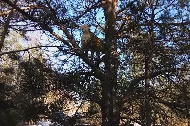 "Когда твоя собака выбирает верхний ракурс! 🐕🌲"