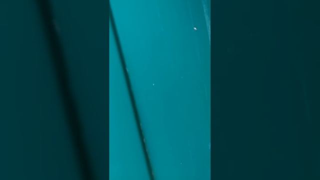 VW t4 2.5 tdi acv chirping noise