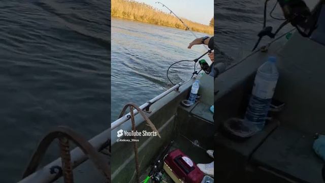 Астрахань низа САЗАН 2024 #shorts