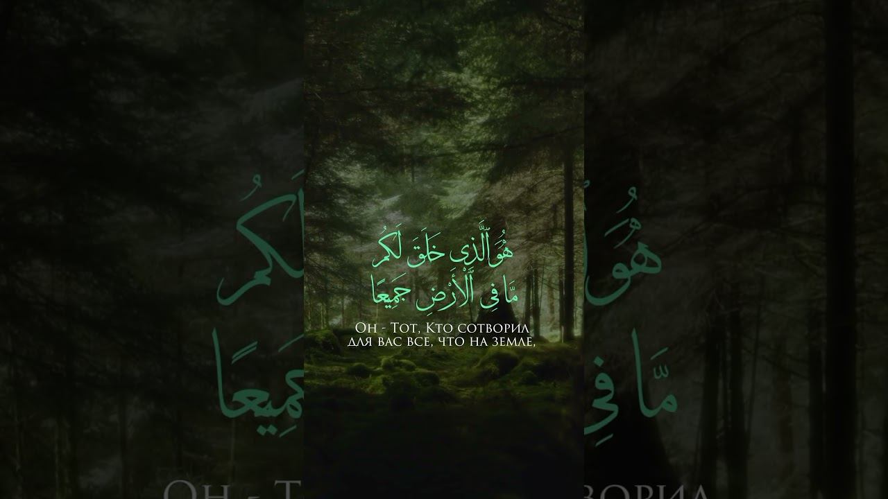 Сура Аль-Бакара Аят 28-29 | Ибрахим Ханиф Аш-Шишани