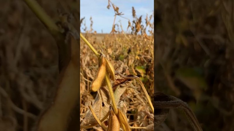 Уборка сои с автопилотом VECTOR #сельскоехозяйство #фермер #комбайн #акрос #соя #уборочная