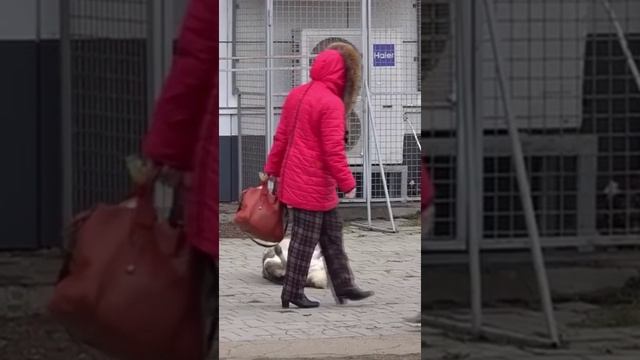 Пёс  шокирует прохожих! 😳 Где-то в Ейске.
