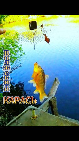 ЗОЛОТОЙ КАРАСЬ.
