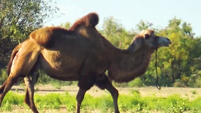 На длинных не русских ногах...