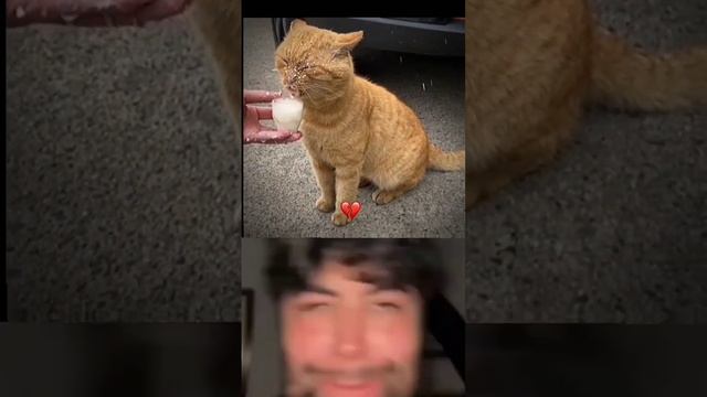 Mr. Bombastic #mors #mrbombastic #mors #mem #meme #memes #short #shorts #cat #milk