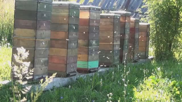 Пора отбирать мёд.