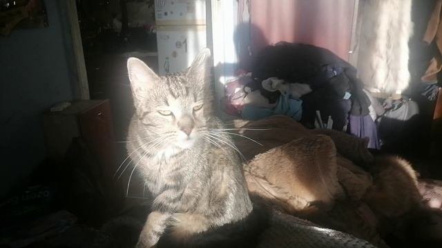 КОШКА МУСЯ 17.01.2025 -
