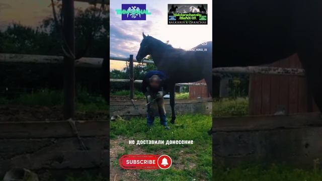 Подковывание лошади.(Shoeing a horse) #karachayhorse #karachaybreed #rek#karachay #history
