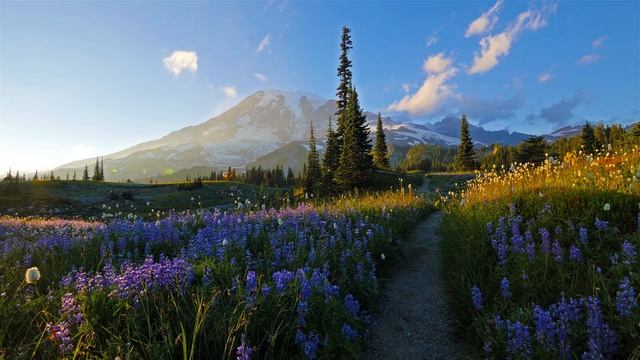 (3 hours) 4K UHD Relaxation video Mount Rainier National Park Washington State, Nature Sounds - 1_00