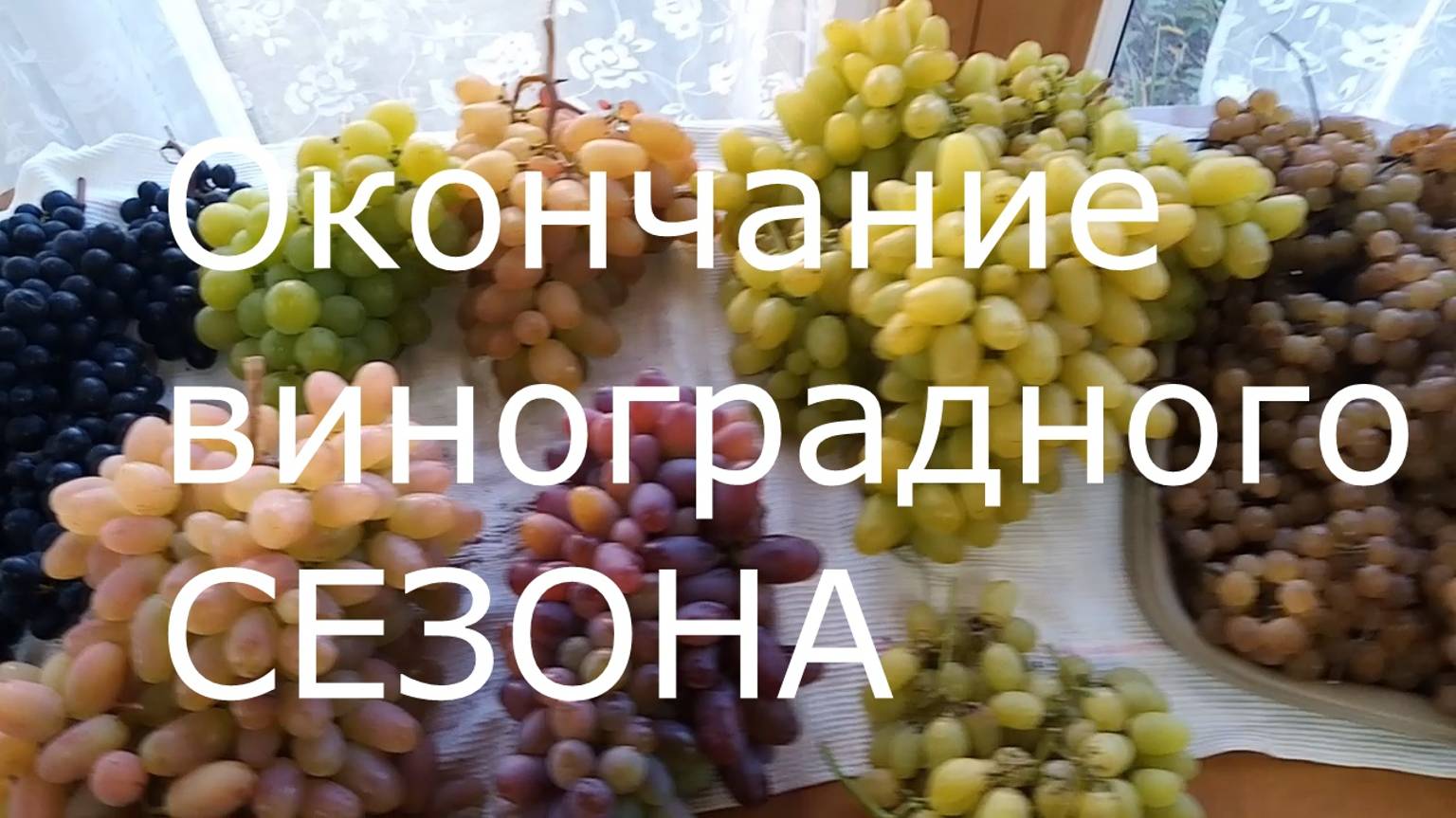 Сбор урожая винограда перед заморозками.
