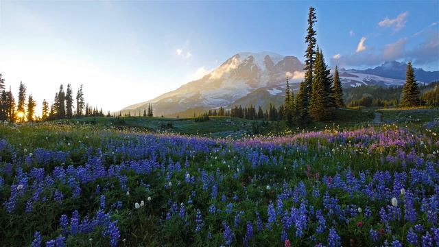 (3 hours) 4K UHD Relaxation video Mount Rainier National Park Washington State, Nature Sounds - 1_01