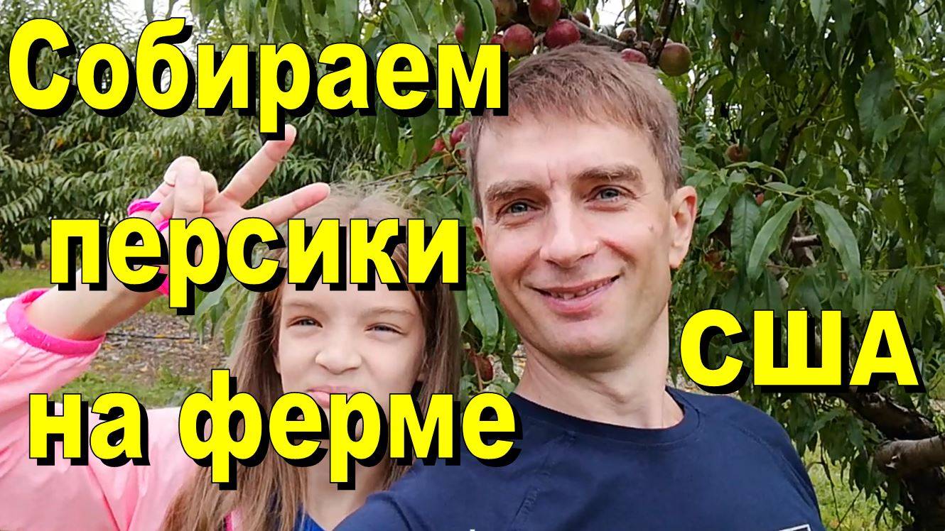 США. Собираем персики и нектарины на ферме. Кормим животных на этой ферме.