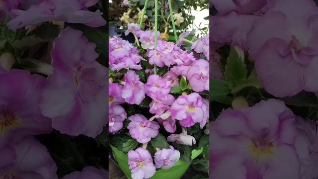 Ахименесы