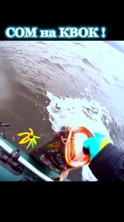 Опять СОМ !! #рыбалка #fishing #catfish #сом_на_квок