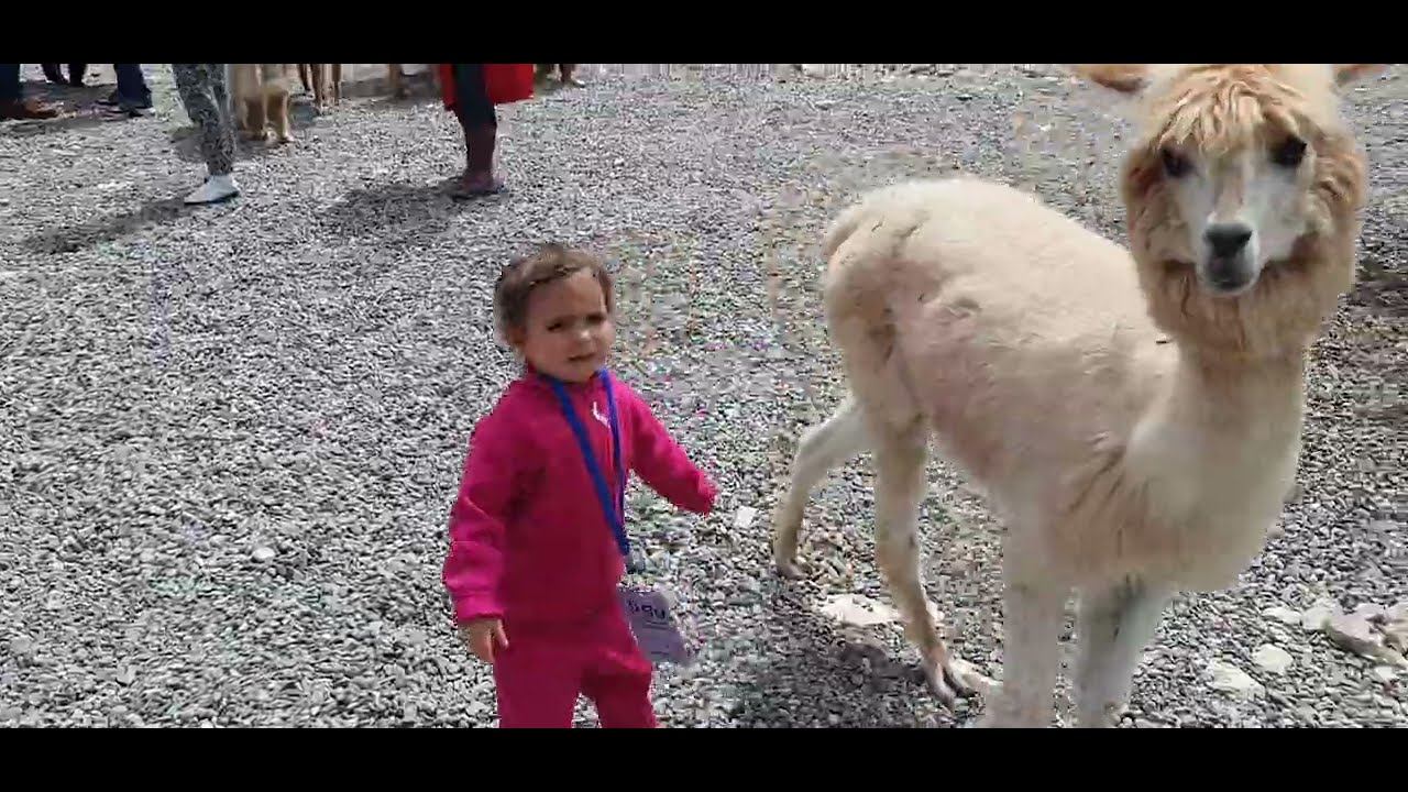 Альпака на Красной поляне.