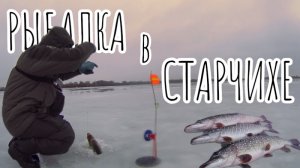 Три щуки за 10 минут.Рыбалка на жерлицы.