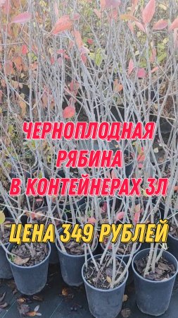 Черноплодная Рябина в контейнерах С3. В наличии 500 единиц. What's App +79257080011