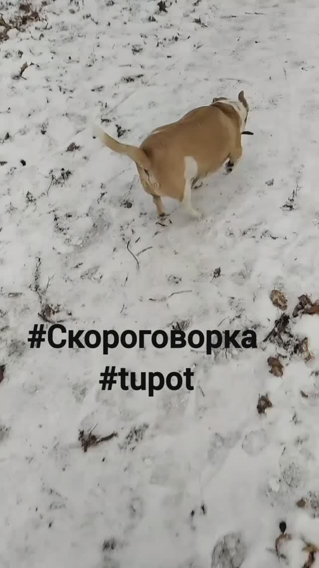 #польский_язык 📚✍️❤️ #Скороговорка_с_переводом_и_произношением🐕_#шорт