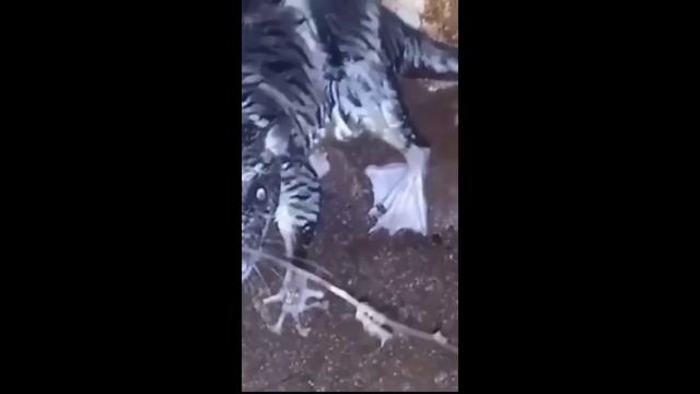 Была найдена мутировавшая крыса. Посмотрите на ее лапы