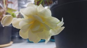 Бегония Шардоне (Begonia Chardonnay)