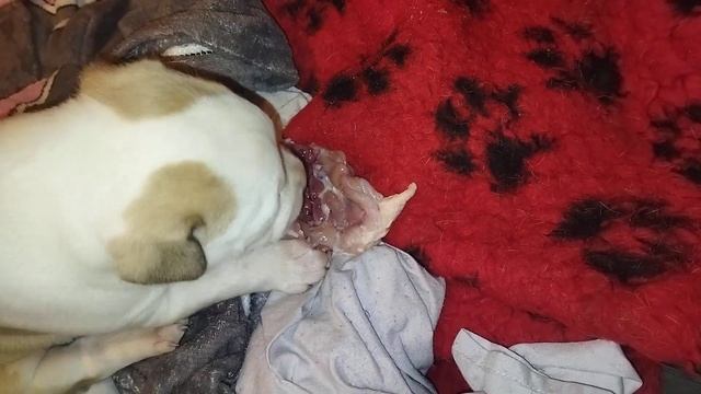 первый прикорм щенка амстаффа. 3,5 недели. Куриная спинка.