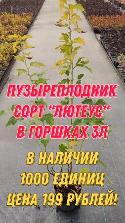 Пузыреплодник сорт "Лютеус" в контейнерах С3. В наличии 1000 единиц. What's App +79257080011