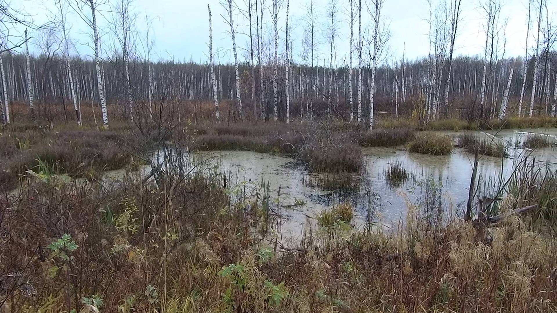 Купил спиннинг, и поехал на болото тестировать.