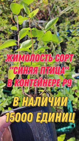 Жимолость сорт "Синяя Птица" в контейнерах P9. В наличии 15000 единиц. What's App +79257080011