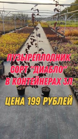 Пузыреплодник сорт "Диабло" в контейнерах С3. В наличии 1000 единиц. What's App +79257080011