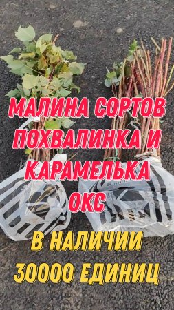 Малина разных сортов ОКС от 49 рублей. В наличии 30000 единиц. What's App +79257080011