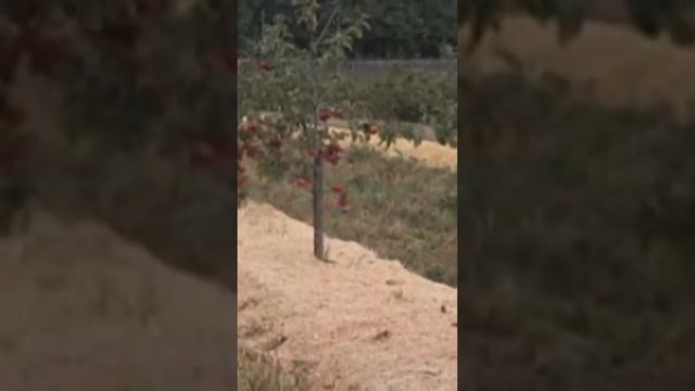 Польза мульчи из опилок для вашего сада