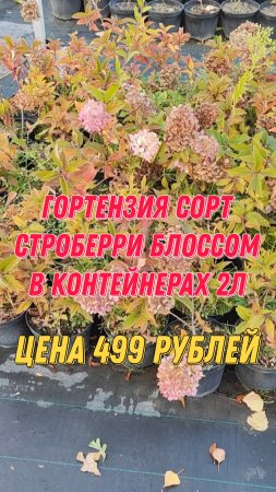 Гортензия сорт "Строберри Блоссом" в контейнерах C2. В наличии 1000 единиц. What's App +79257080011