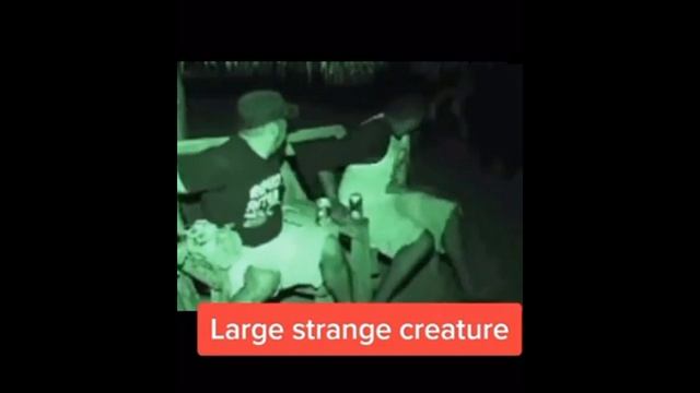 Странное существо на пляже