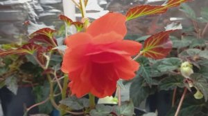 Бегония Иллюминейшн Оранж (Begonia Illumination Orange)