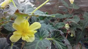 Бегония Иллюминейшн Лемон (Begonia Illunation Lemon)
