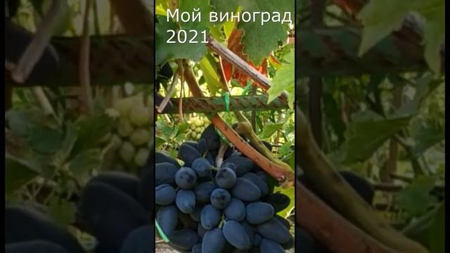 Виноград на даче в средней полосе России. #shorts