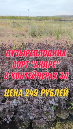 Пузыреплодник сорт "Андре" в контейнерах С3. В наличии 500 единиц. What's App +79257080011