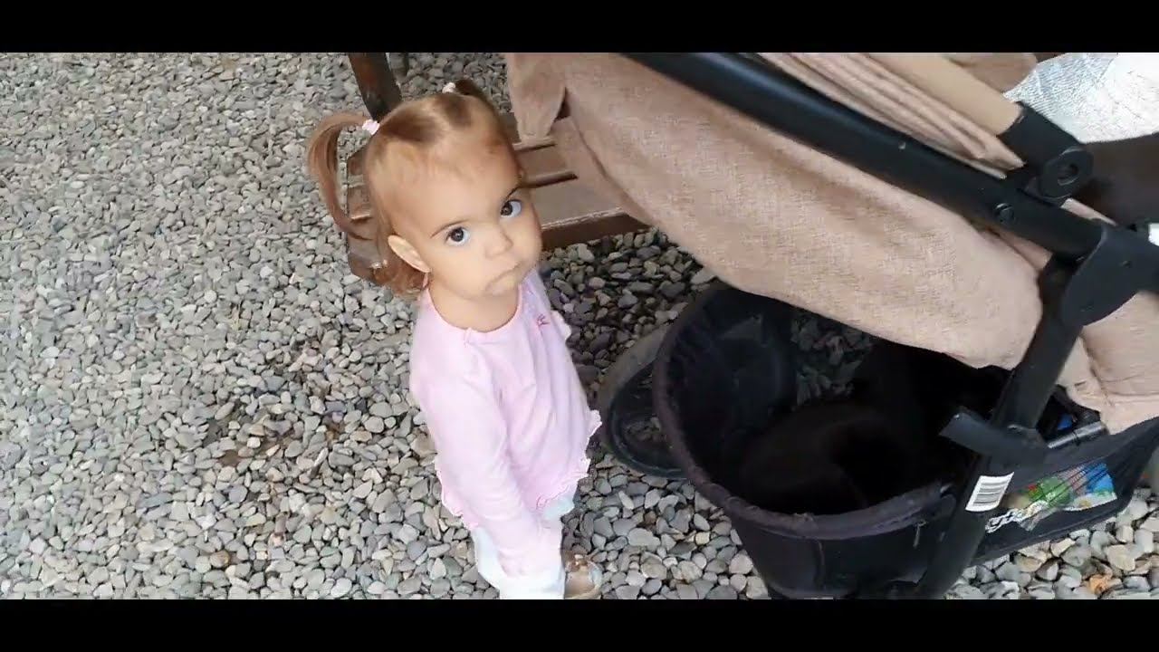 Наглые коты. Часть1.