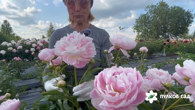 Mrs. Franklin D. Roosevelt peony. Мисс Франклин Д. Рузвельт пион. Пулков сад