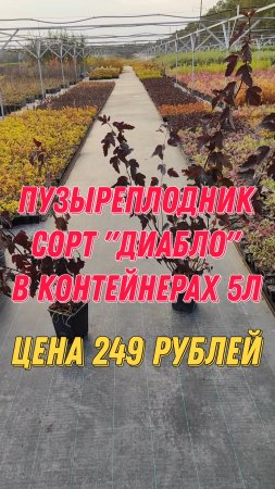 Пузыреплодник сорт "Диабло" в контейнерах С5. В наличии 500 единиц. What's App +79257080011