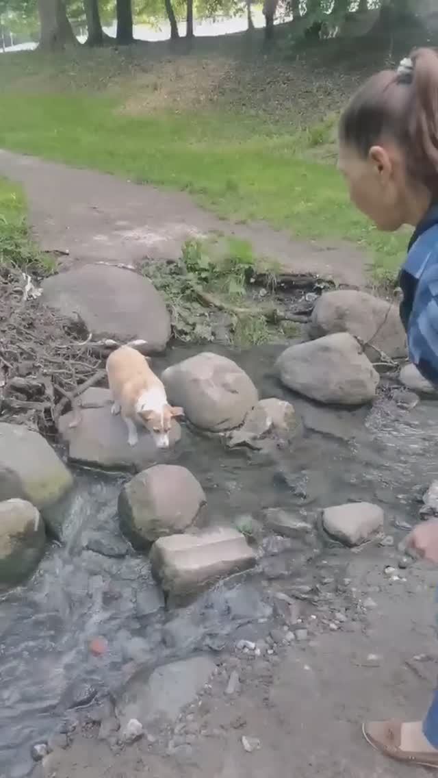 Милые #котики и #пёсики 😺 🐕