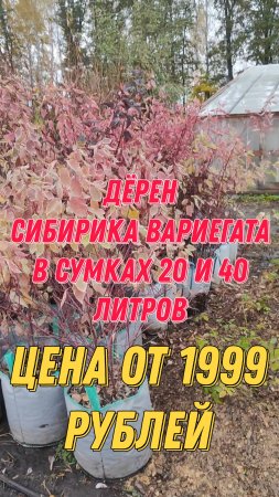 Дëрен сорт "Сибирика Вариегата" в сумках 20 и 40 литров. Цена от 1999 рублей!What's App +79257080011