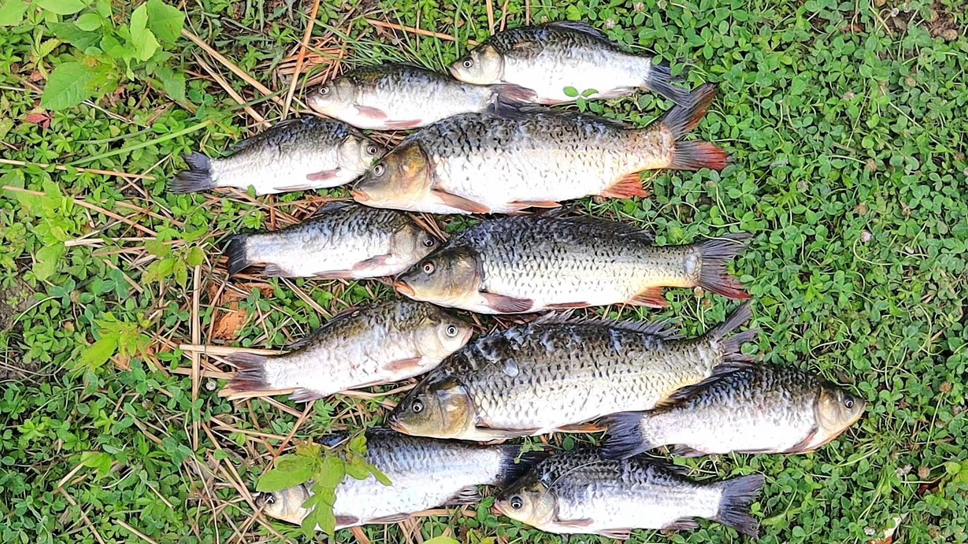 Рыбалка на Дону.